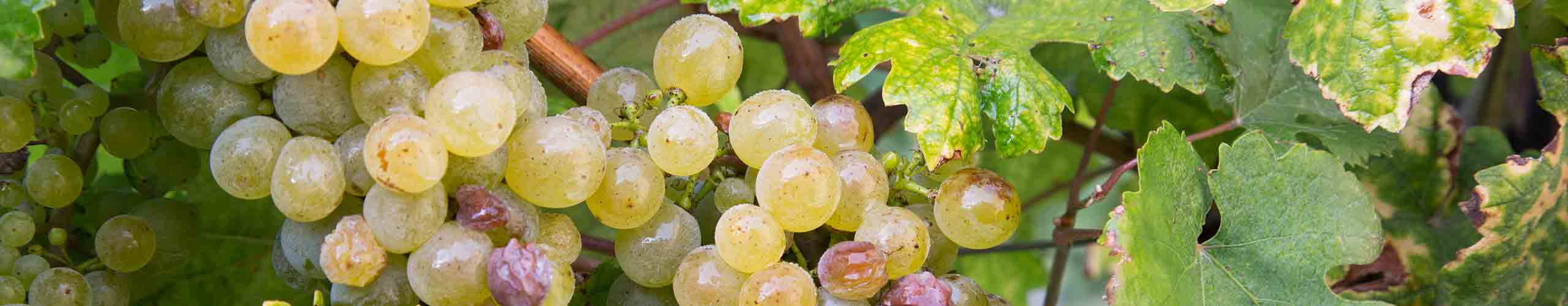 Gelber Muskateller: Wissenswertes zur Rebsorte - Weinfreunde Magazin