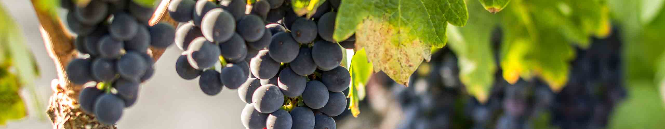 Tempranillo - Alles Wissenswerte zur Rebsorte