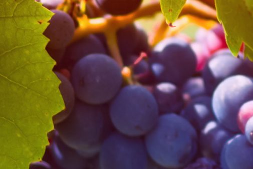 Rebsorten Archive » Weinfreunde Magazin