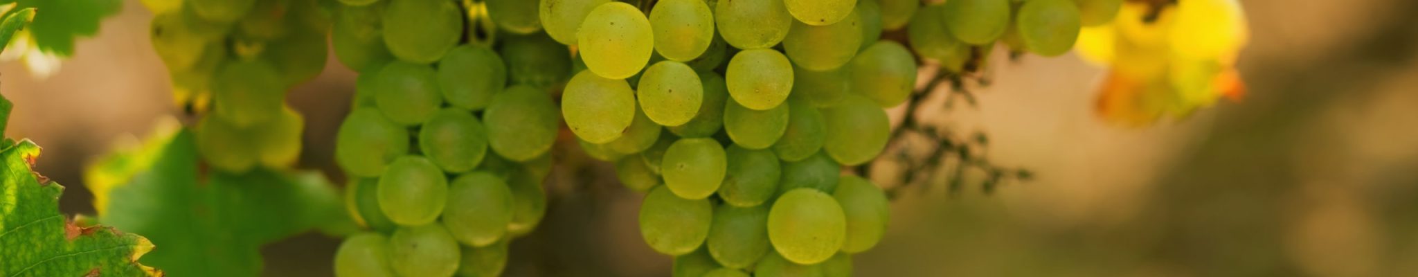 Silvaner: Alles Wissenswerte zur Rebsorte - Weinfreunde Magazin