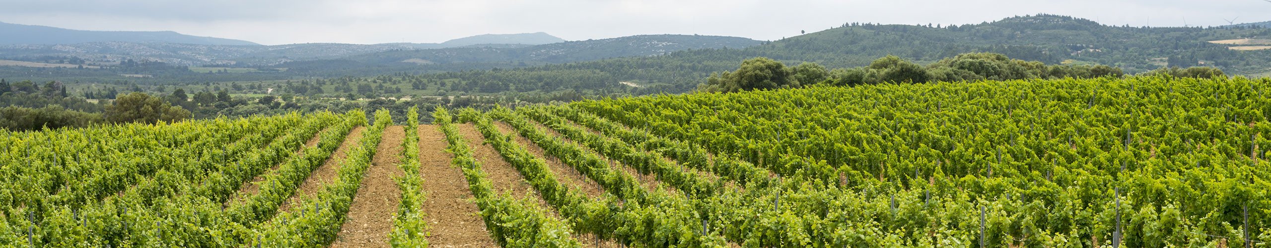 Fitou: AOC-Gebiet in Languedoc-Roussillon » Weinfreunde Magazin