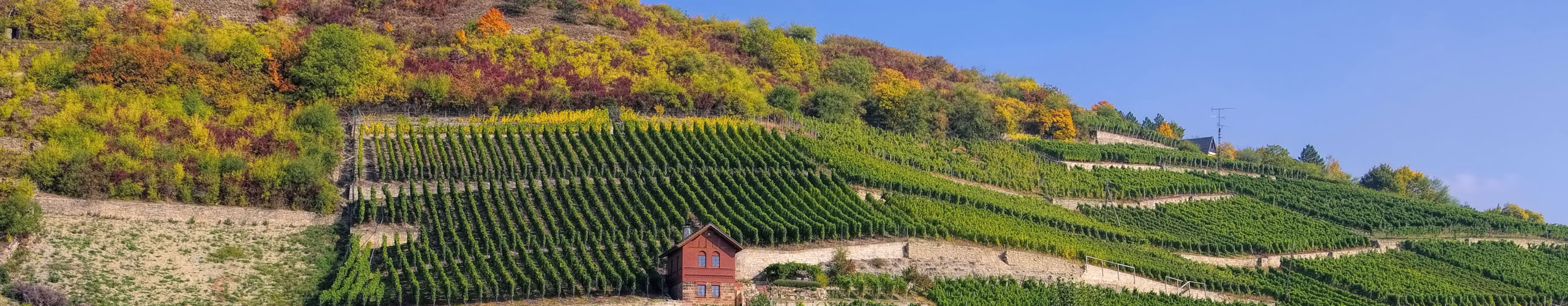 Saale-Unstrut: Weinidylle mitten in Deutschland - Weinfreunde Magazin