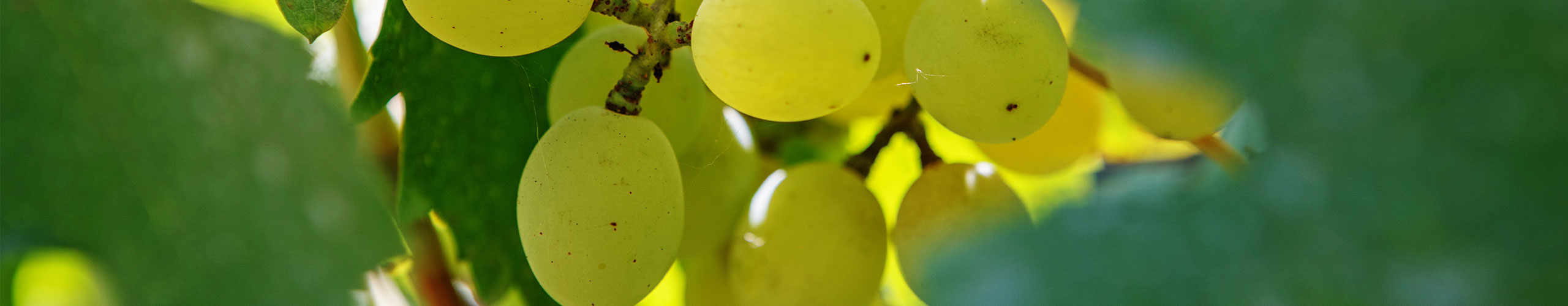 Muskateller: Alles Wissenswerte zur Rebsorte » Weinfreunde Magazin