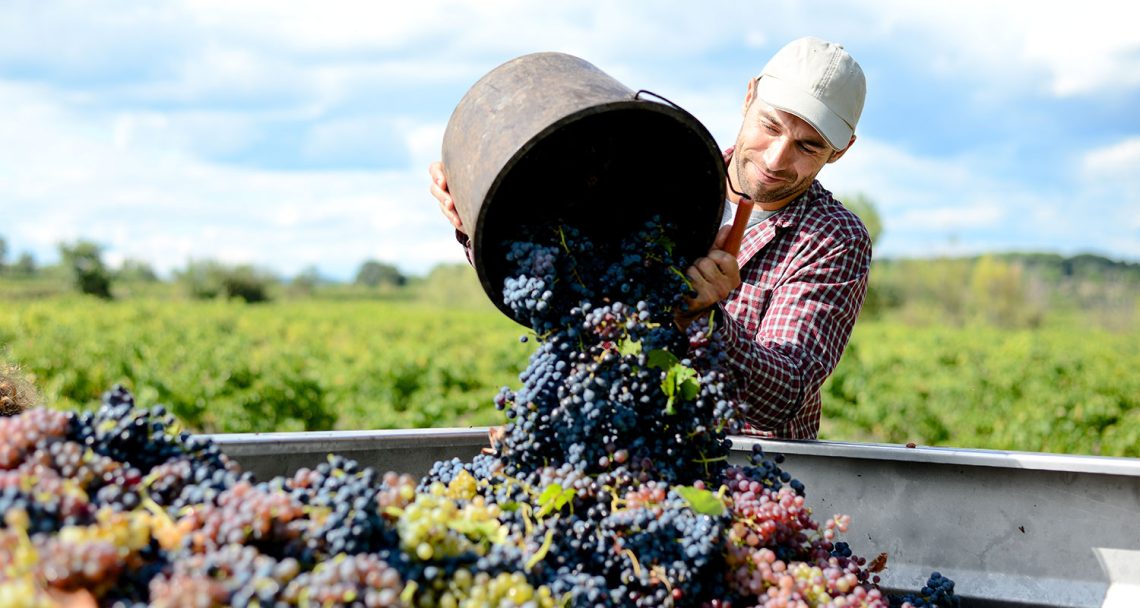 Weinlese: das Finale im Weinberg » Weinfreunde Magazin