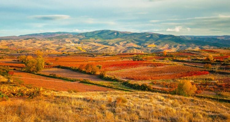 Crianza, Reserva & Co.: Klassifikation in der Rioja » Weinfreunde Magazin