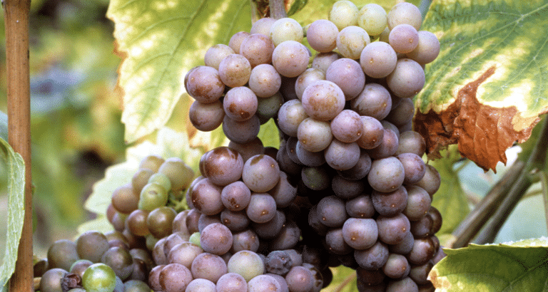 Weißwein: Rebsorten, Herstellung & Co » Weinfreunde Magazin