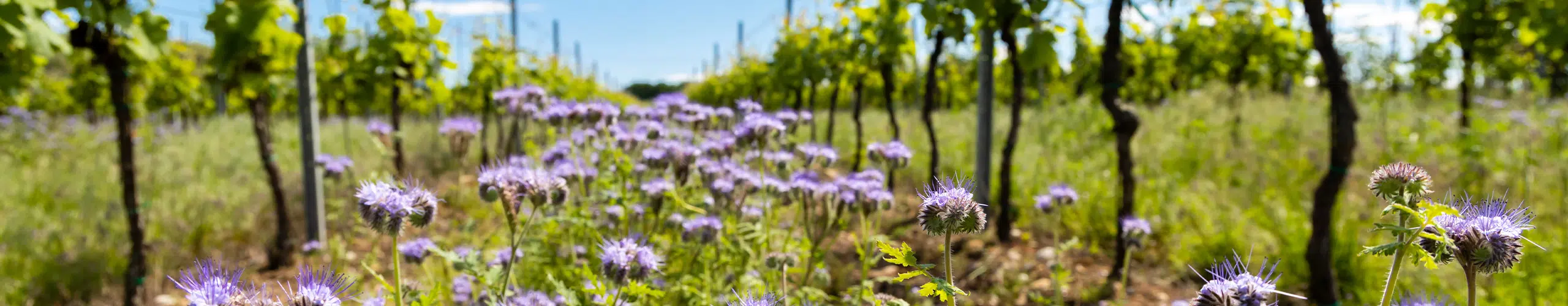 Was sind Ecovin Weine und Weingüter? » Weinfreunde Magazin