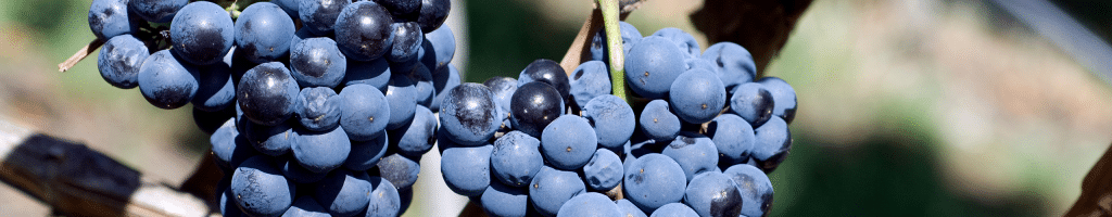 Lemberger & Blaufränkisch - Infos zur Rebsorte » Weinfreunde Magazin