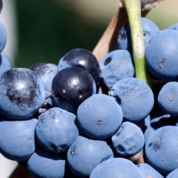 Weinglossar - Alles zu Weinländern, Rebsorten und Weinregionen