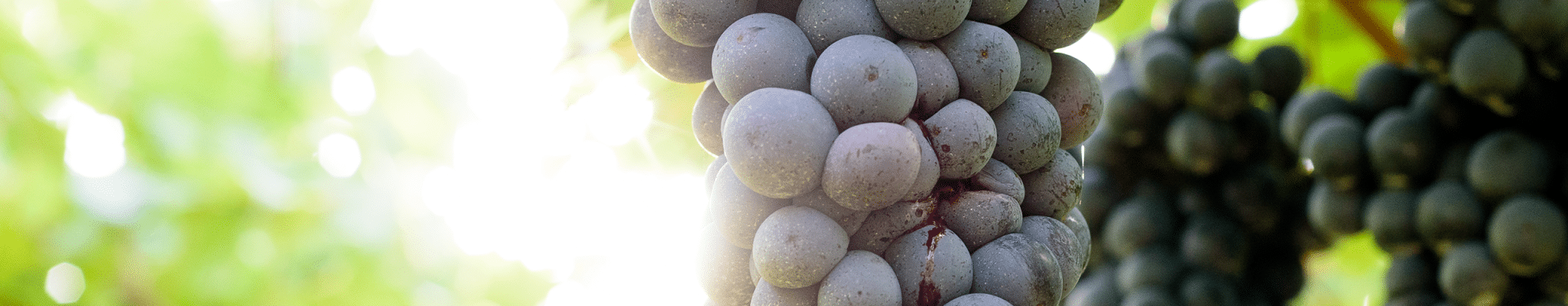 Rondinella - Alles Wissenswerte zur Rebsorte » Weinfreunde Magazin