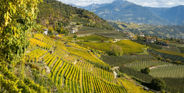 Lagrein - Alles Wissenswerte zur Rebsorte » Weinfreunde Magazin