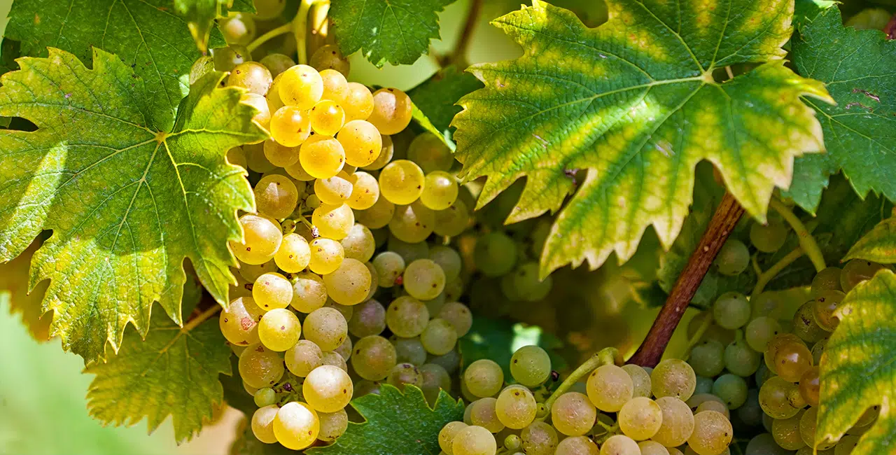 Marsanne: Alles wissenswerte zur Rebsorte » Weinfreunde Magazin
