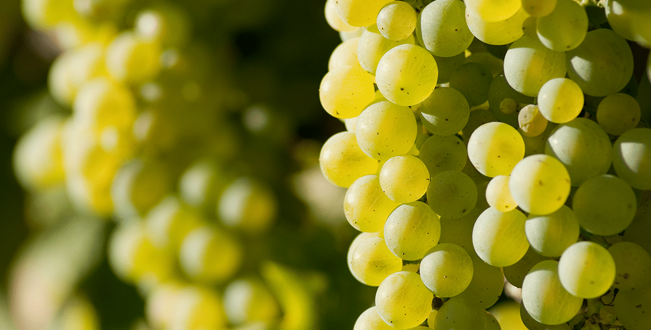 Grechetto: Alles wissenswerte zur Rebsorte » Weinfreunde Magazin