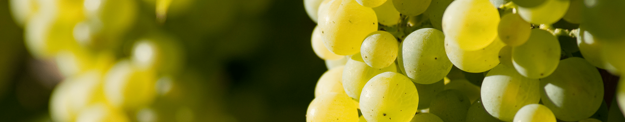 Grechetto: Alles wissenswerte zur Rebsorte » Weinfreunde Magazin