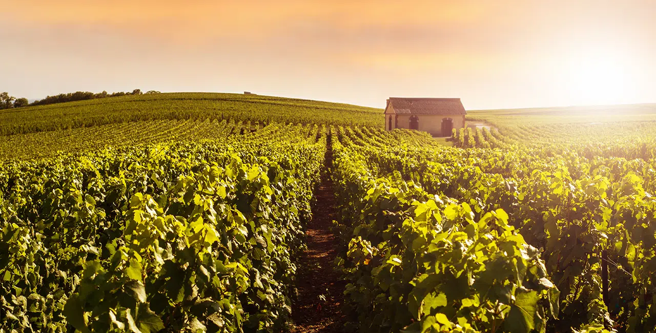 Appellation: Begriff für Herkunft und Qualität » Weinfreunde Magazin