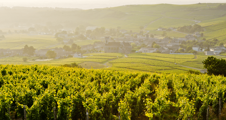 Appellation: Begriff für Herkunft und Qualität » Weinfreunde Magazin