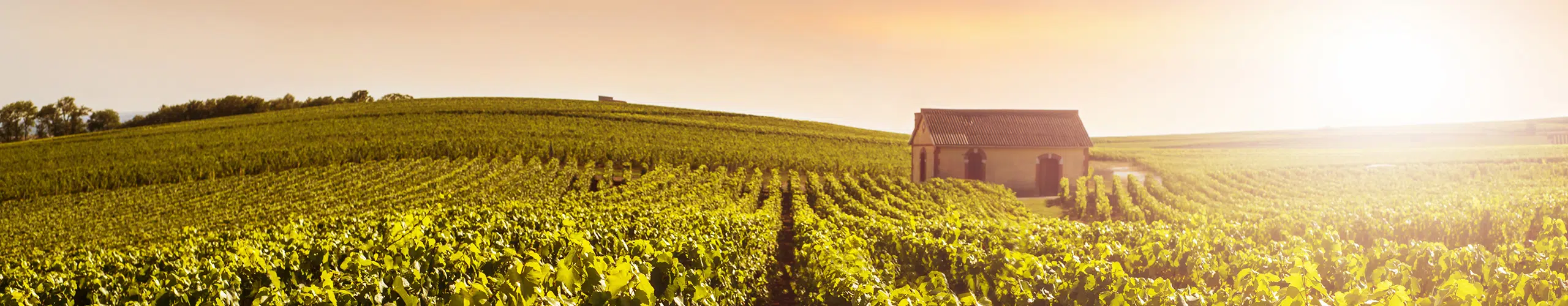 Appellation: Begriff für Herkunft und Qualität » Weinfreunde Magazin