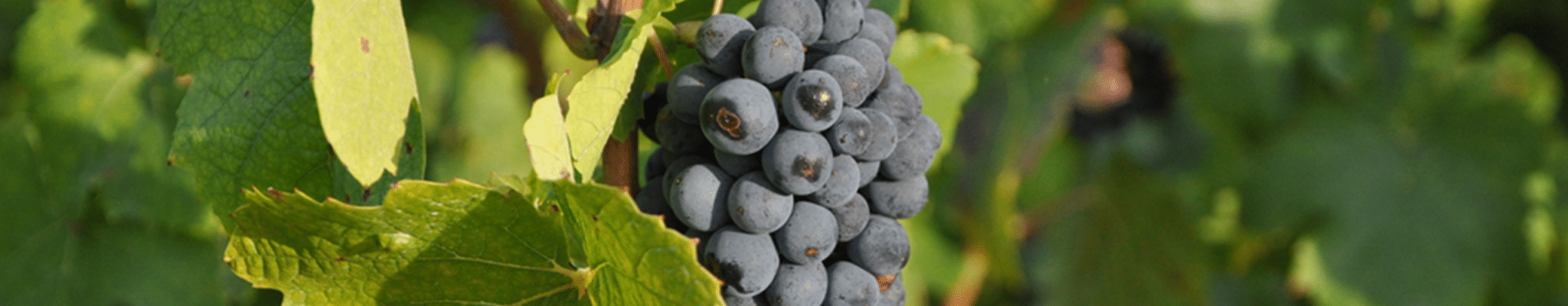 Marselan: Alles Wissenswerte zur Rebsorte » Weinfreunde Magazin