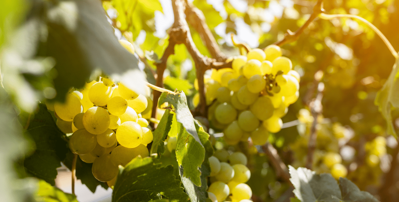 Was ist eine autochthone Rebsorte? » Weinfreunde Magazin