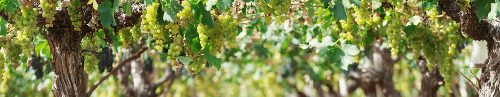 Was ist eine autochthone Rebsorte? » Weinfreunde Magazin