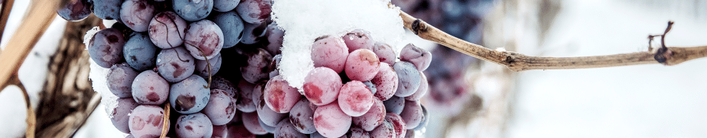 Frag die Weinfreunde: Was ist Eiswein? » Weinfreunde Magazin