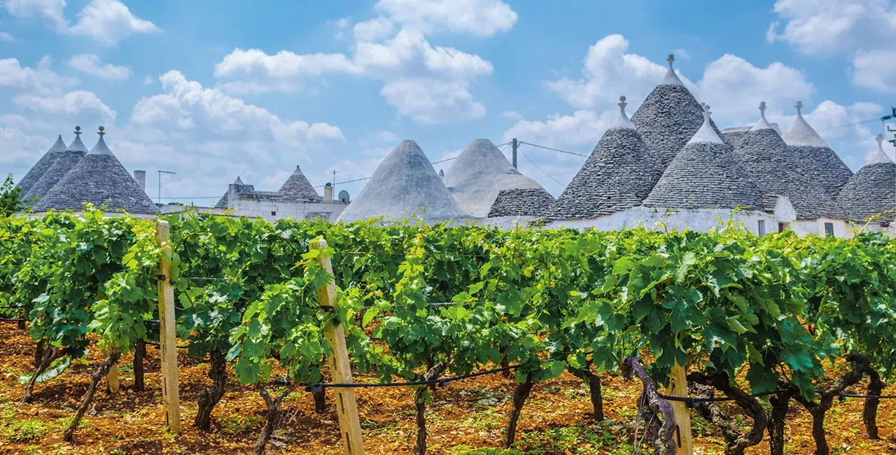 Apulien: Weinkeller Italiens » Weinfreunde Magazin