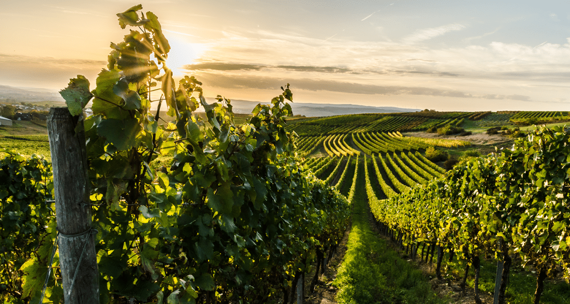 Klimawandel und Weinbau » Weinfreunde Magazin