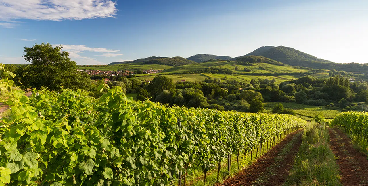 Weinwanderung-Tipps: Der Wein ist das Ziel » Weinfreunde Magazin