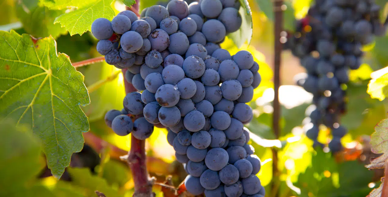 Molinara: Alles Wissenswerte zur Rebsorte » Weinfreunde Magazin