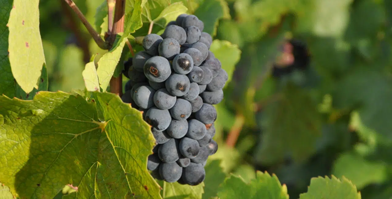 Marselan: Alles Wissenswerte zur Rebsorte » Weinfreunde Magazin