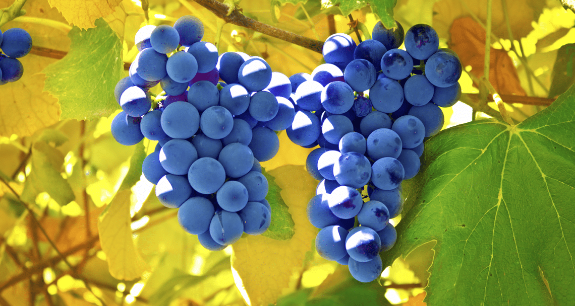 Rotwein: Rebsorten, Herstellung & Co » Weinfreunde Magazin