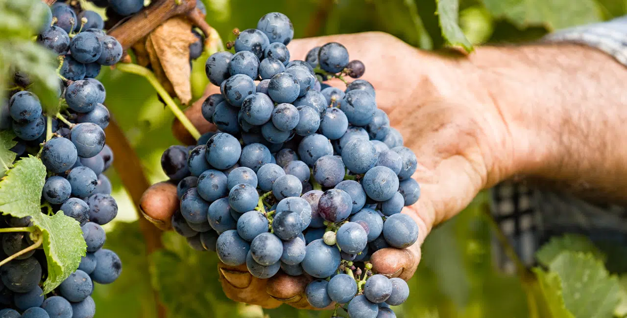 Die Ausbildung zum Winzer » Weinfreunde Magazin