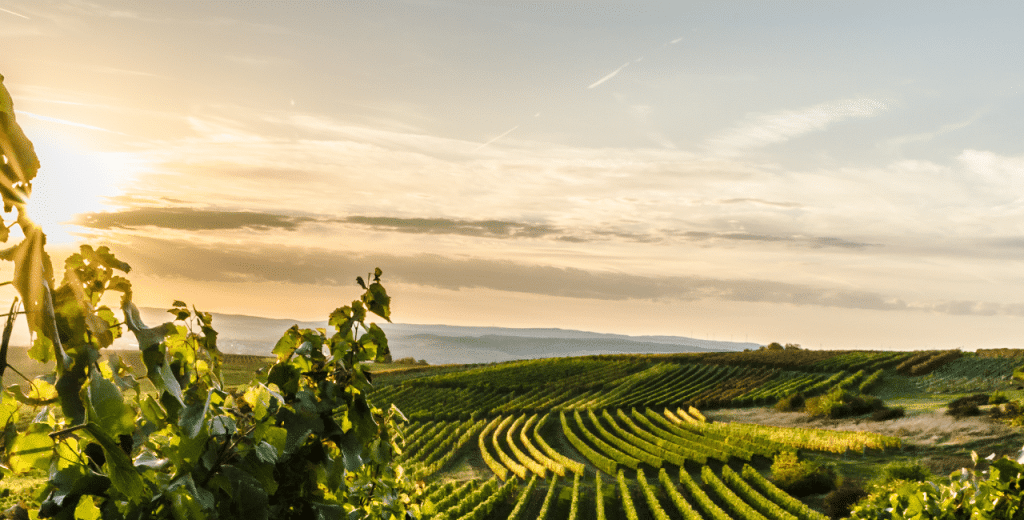 Frag die Weinfreunde: Was ist eine Funzelfahrt? » Weinfreunde Magazin