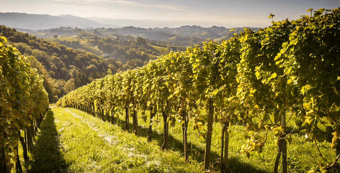 Die Steiermark: Sauvignon Blanc Hochburg » Weinfreunde Magazin