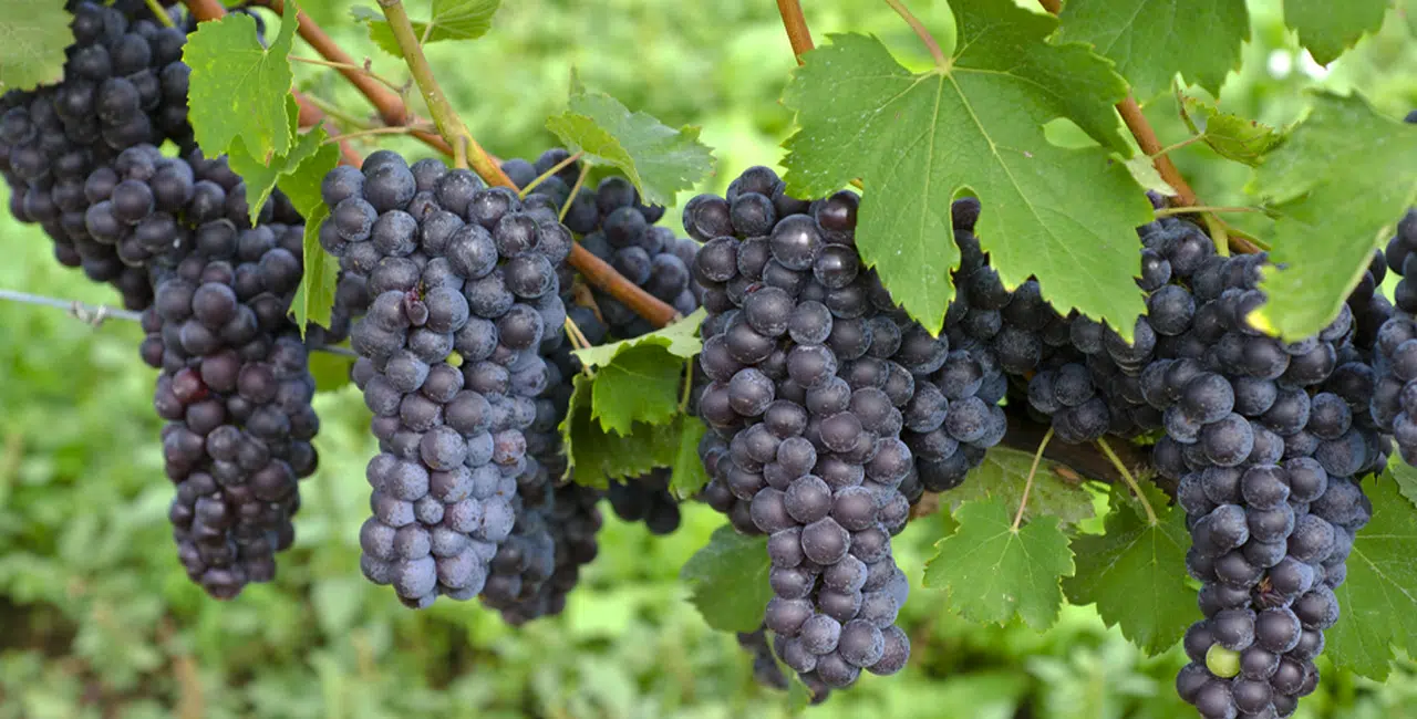 Graciano » Weinfreunde Magazin