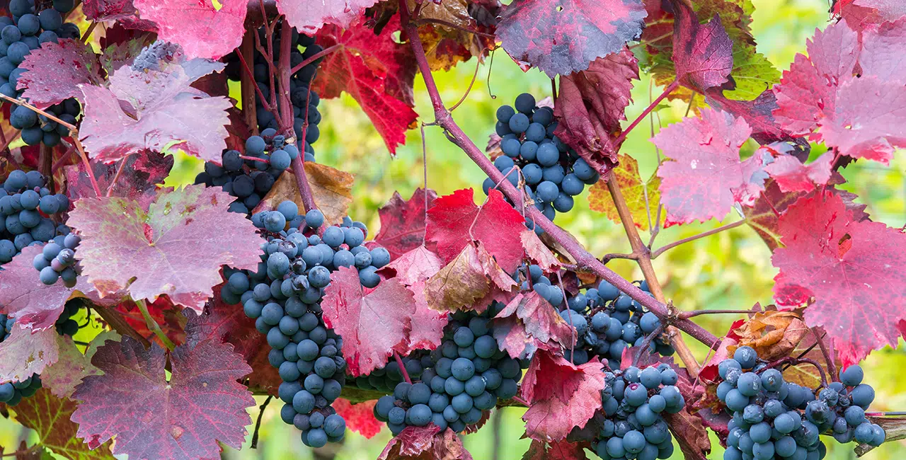 Teinturier oder Färbertraube: mehr Farbe im Wein » Weinfreunde Magazin